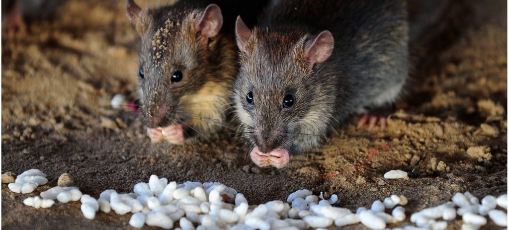 Quali Differenze Ci Sono Tra Topo E Ratto? Come Riconoscerli Di Aprile 2025